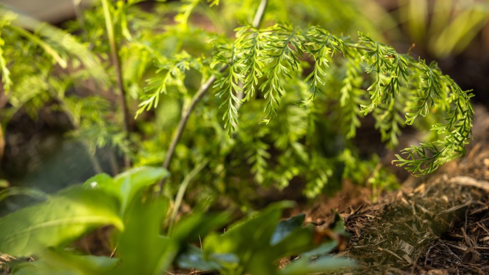 Tonsley drives towards a greener future with new MAB forest - Tonsley