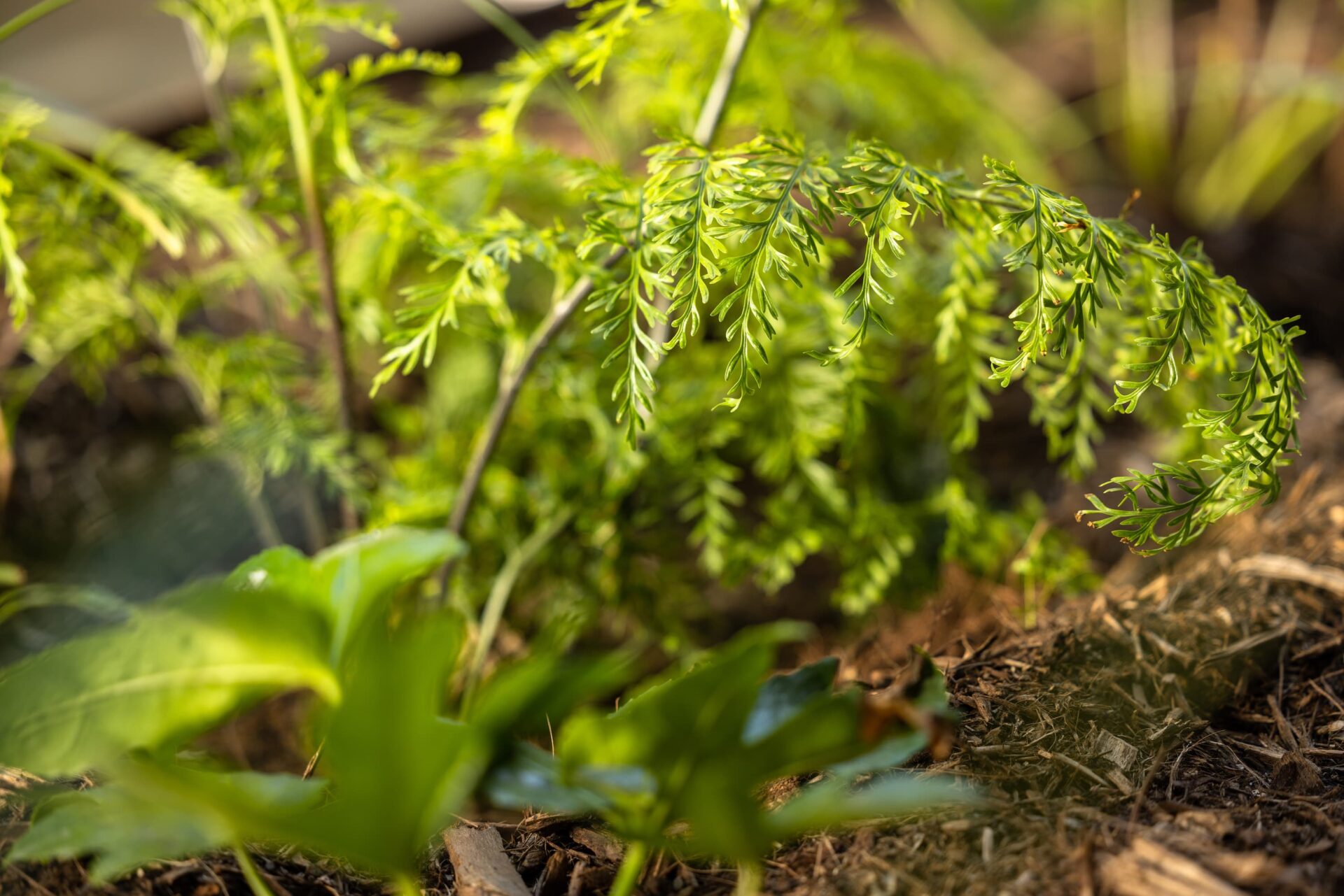 Tonsley drives towards a greener future with new MAB forest - Tonsley